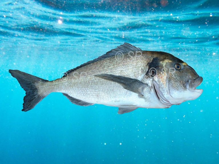 la dorade royale, photos et description, vie et moeurs