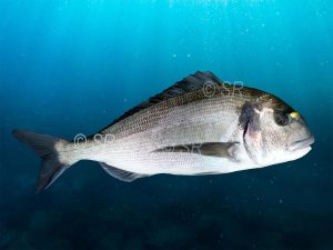 la dorade royale, photos et description, vie et moeurs