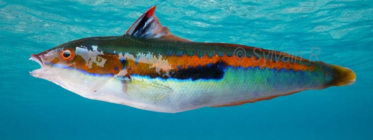 Description des différentes girelles et photos uniques